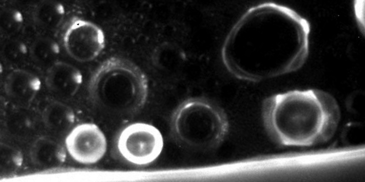The first stages of DNA evolution - Faculty of physics - LMU Munich