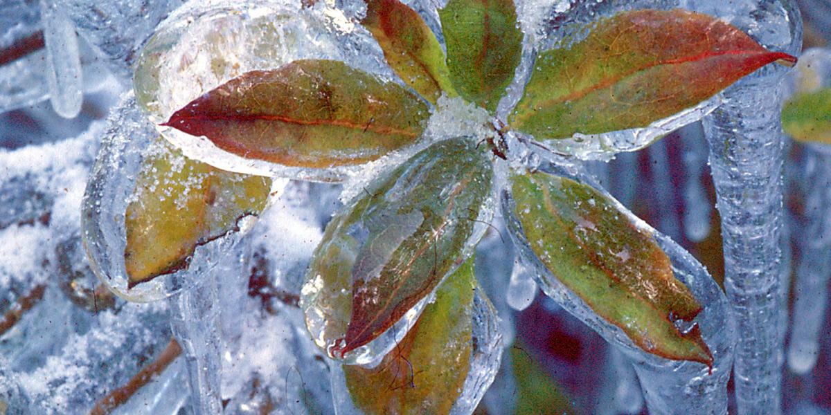 TRR 175 The Green Hub - Faculty of Biology - LMU Munich