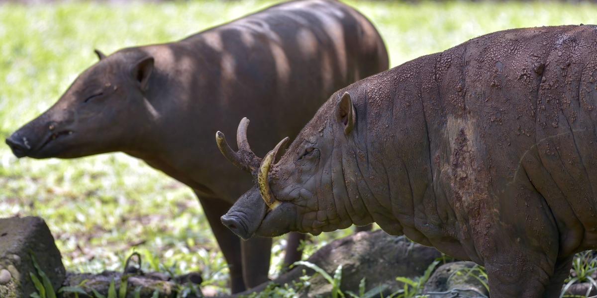 Endangered mammals: populations on small islands are ge … - LMU Munich