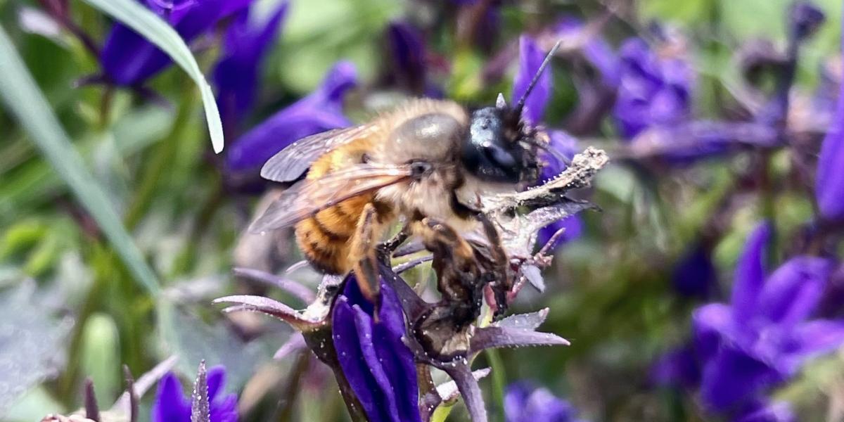 Bees, bioinformatics and bacteria: Biologist Alexander … - LMU Munich