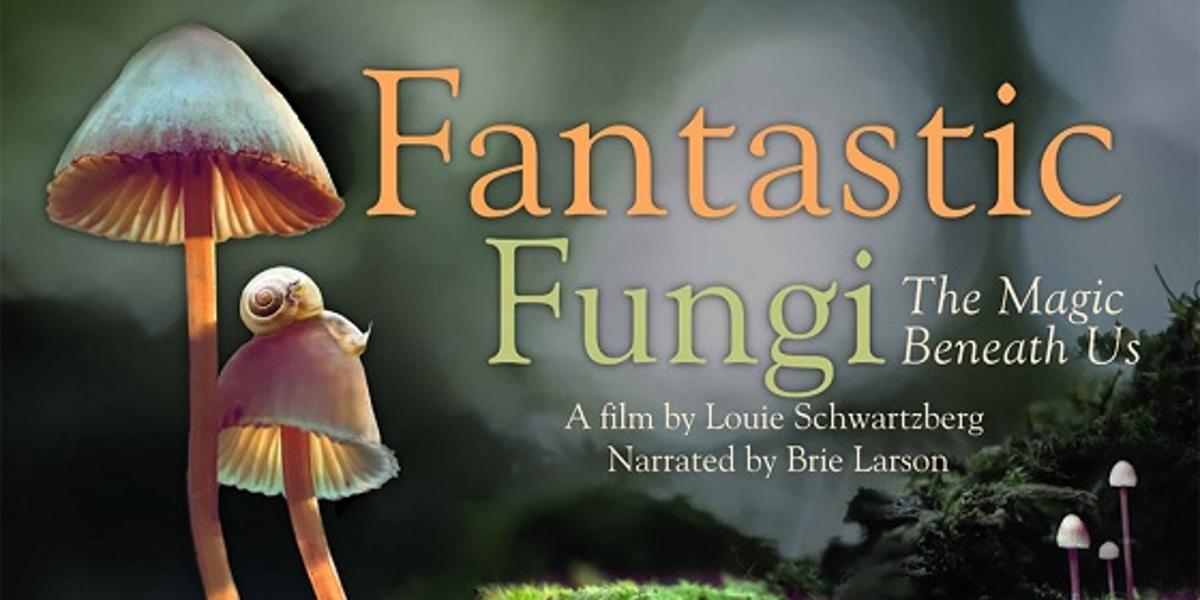 Filmvorführung und Diskussion: Fantastic Fungi - LMU München