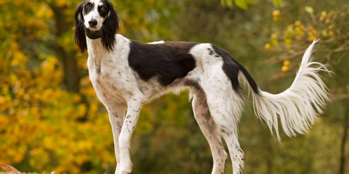 Oldest dog DNA in world discovered – domestication pote … - LMU Munich