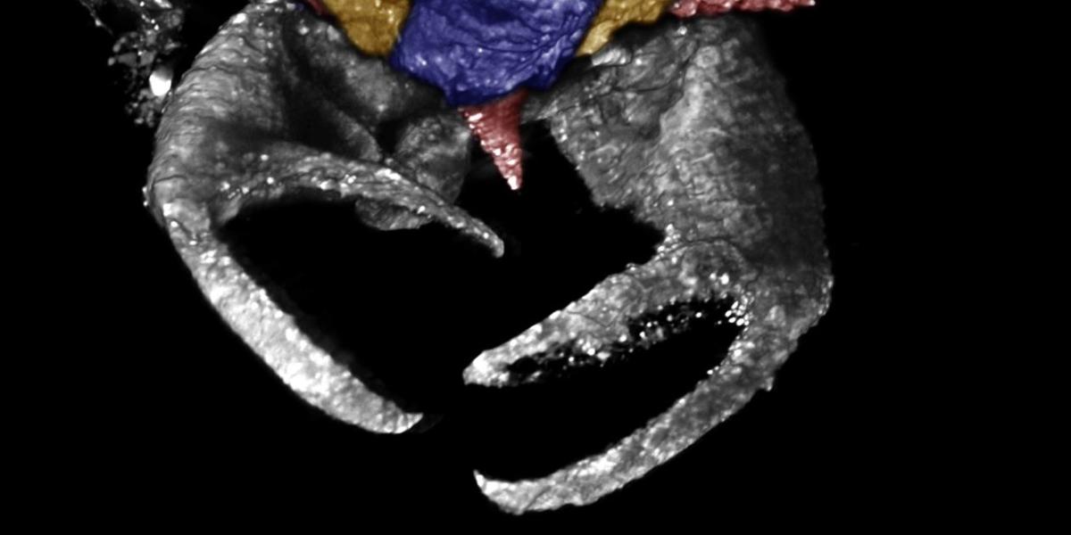 Paleobiology: fossil true bug with remarkable claws - LMU Munich