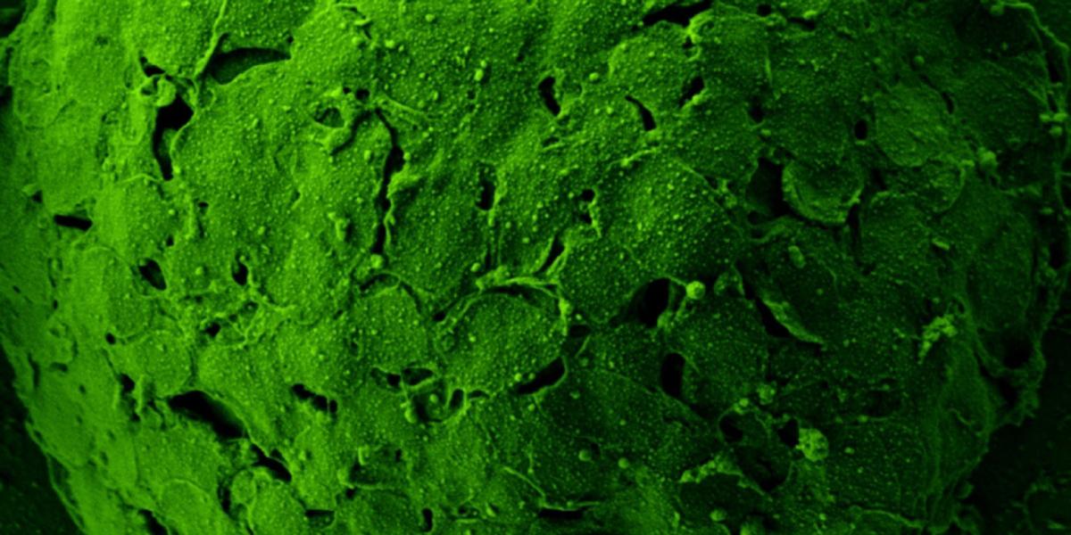 Function shapes architecture - LMU Munich