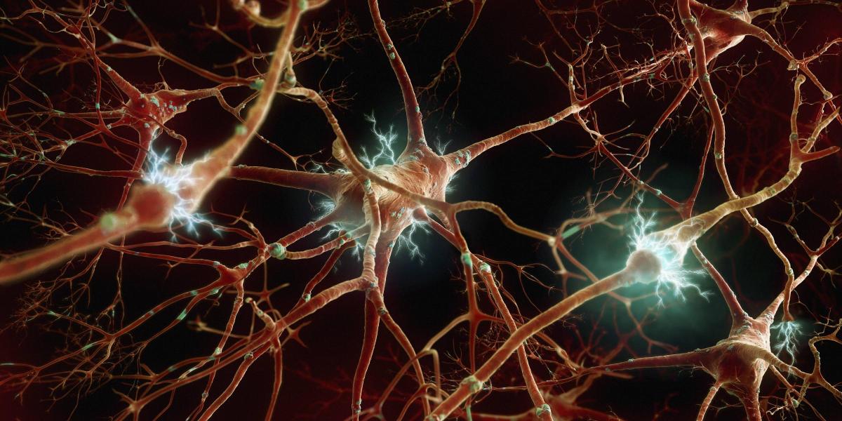 Breathing: the master clock of the sleeping brain - LMU Munich