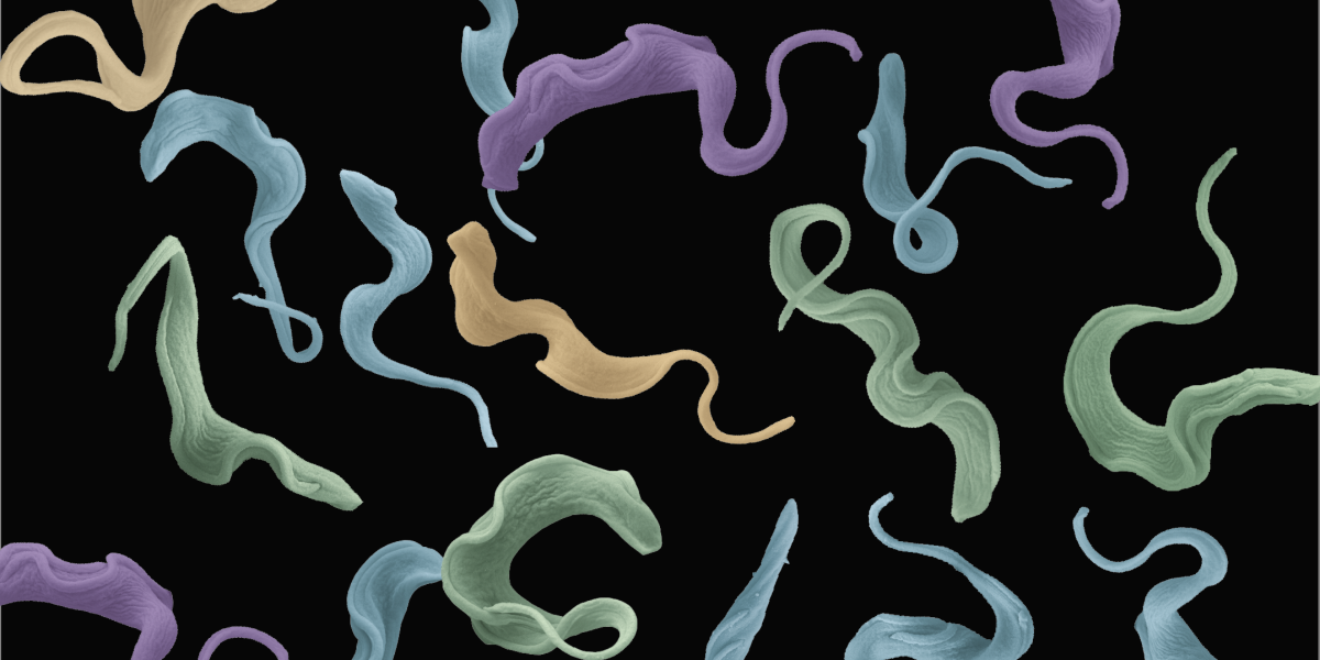 How one pathogen evades the immune system - LMU Munich