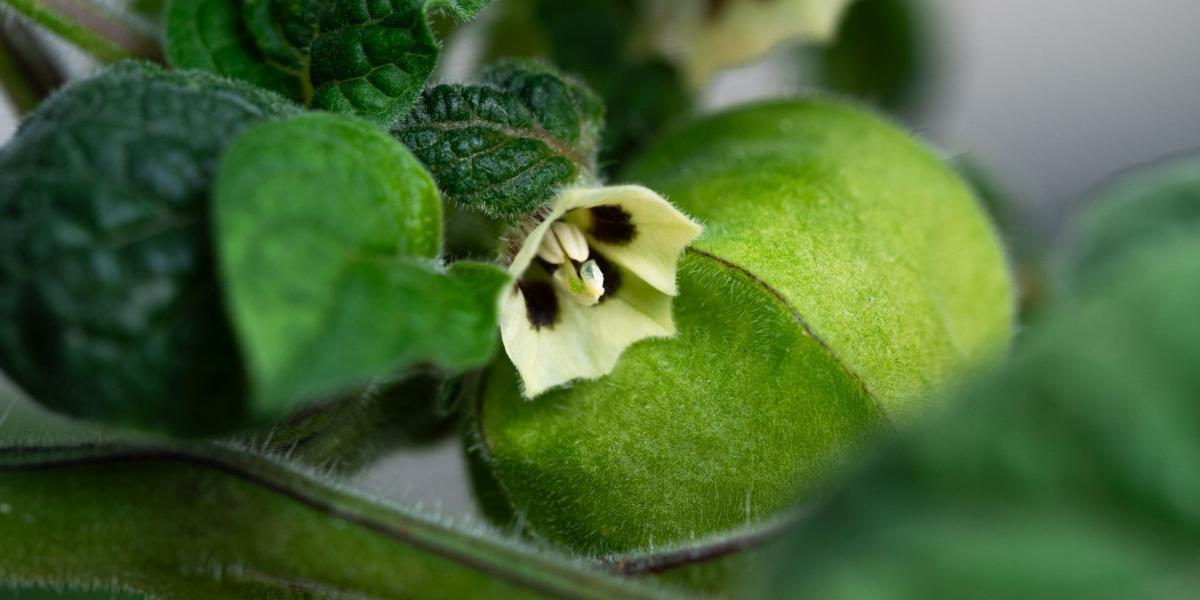 How plants epigenetically regulate their chemical defen … - LMU Munich