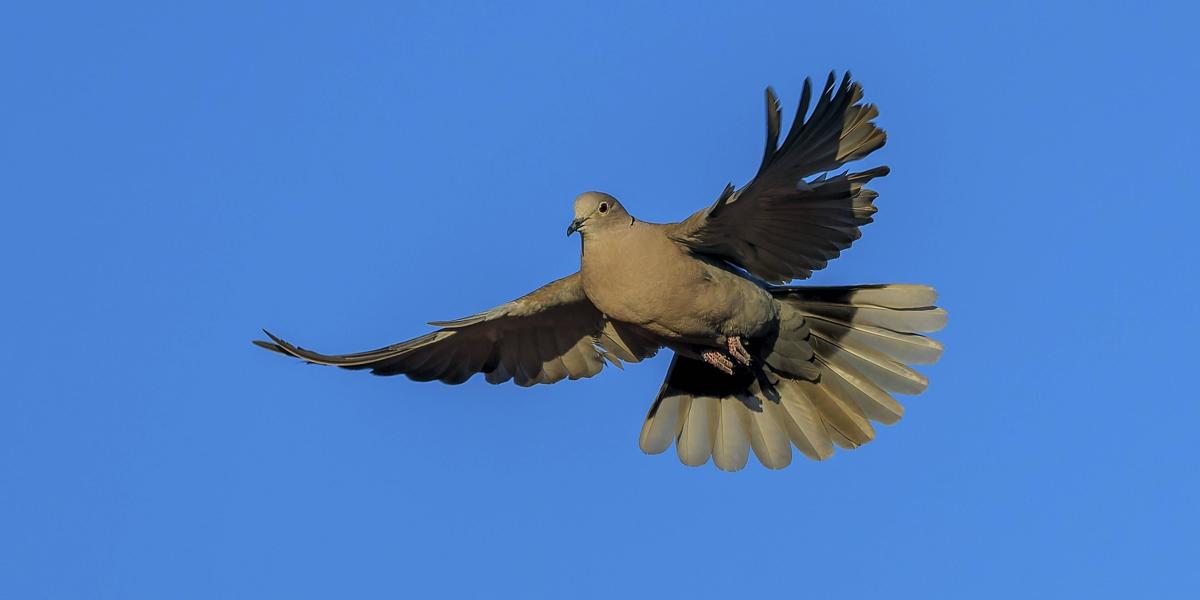 Pigeons Detect Magnetic Fields Through Their Inner Ear | Mirage News