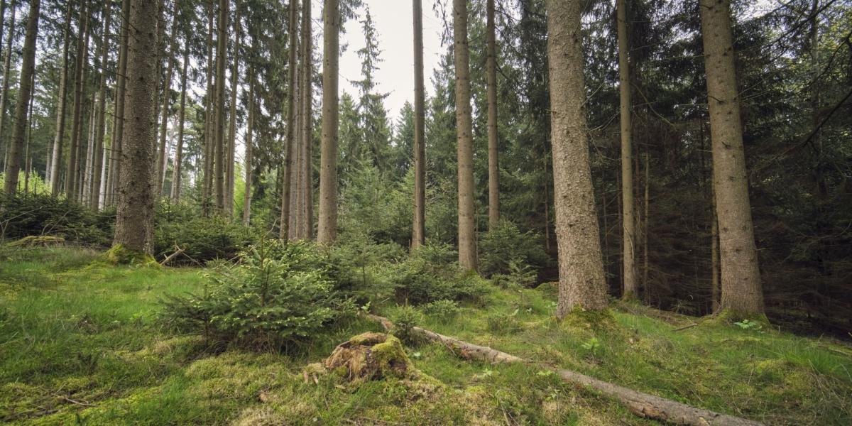 LMU Forest Lab: New Alliance for Sustainability Research | Mirage News