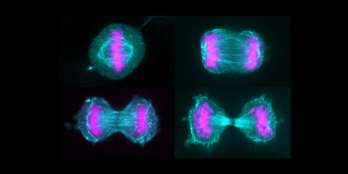 Regulation of cell division by the signaling protein EC … - LMU Munich