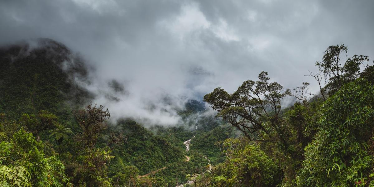Foggy Amazon valleys offer refuge from climate change - LMU Munich